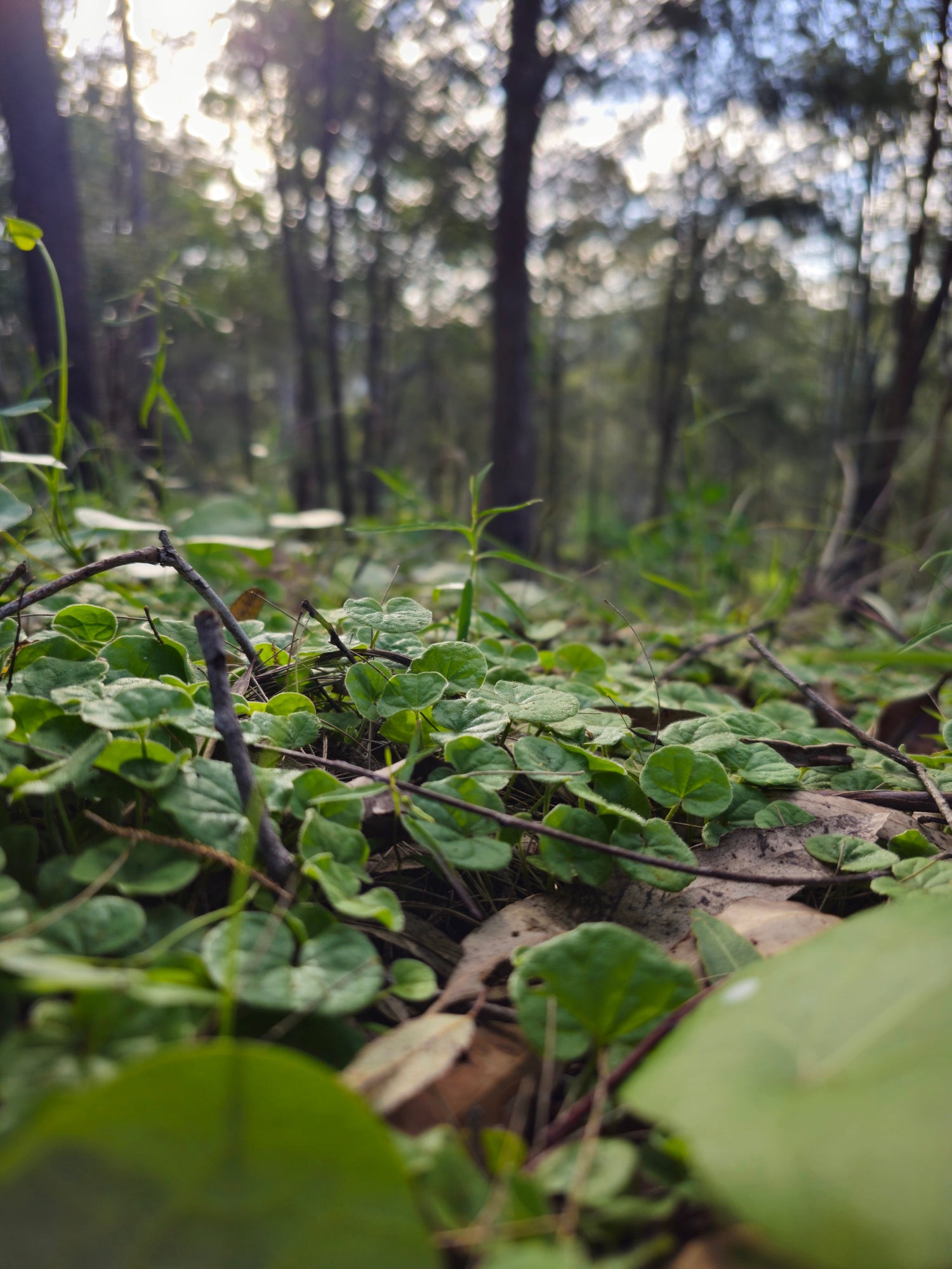 Australian Native Ground Cover for Permaculture Solutions – Blazing trail